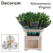 Alstroemeria virginia | Hamifleurs
