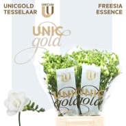 Freesia do essence | FREDUB | F-Flowers | A-Z Flowers | OZ Export