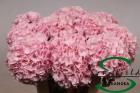 Hydrangea lollipop pink | HYDRAN | Hydrangea | All Flowers | All ...