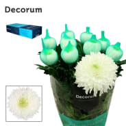 Chrys bl magnum | CHRGKA | Chrys Blooms | Chrysanthemum | All Flowers ...