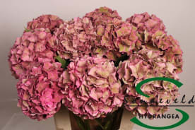 Hydrangea rodeo classic | HYDRAN | Hydrangea | All Flowers | All ...