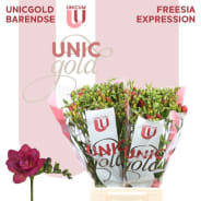 Freesia do expression | FREDUB | F-Flowers | A-Z Flowers | OZ Export