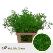 Limonium paint green | LIMPAI | Limonium paint | Paint/Wax | All ...