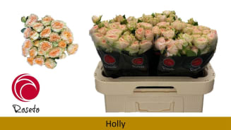 Rosa spray holly | Hamifleurs