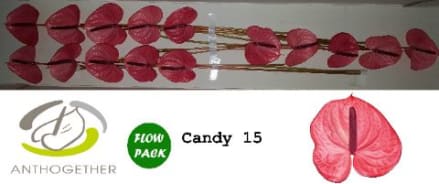Anthurium candy | OZ Export