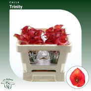 Zantedeschia captain trinity | ZANOVE | Zantedeschia/Calla | All ...
