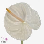 Anthuriums | OZ Export