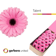 Germini talent | GERMIN | Germini | Gerbera/Germini | All Flowers | All ...
