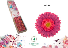 Gerbera/Germini | APH