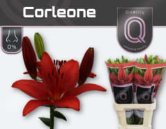 Lilium la corleone | OZ Export