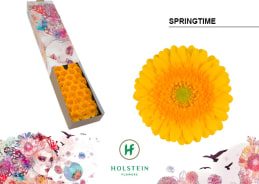 Germini springtime | Hamifleurs