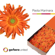 Gerbera pasta marinara | Hamifleurs