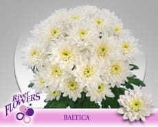 Chrys sp baltica | CHRTKA | Chrys Spray | Chrysanthemum | All Flowers ...