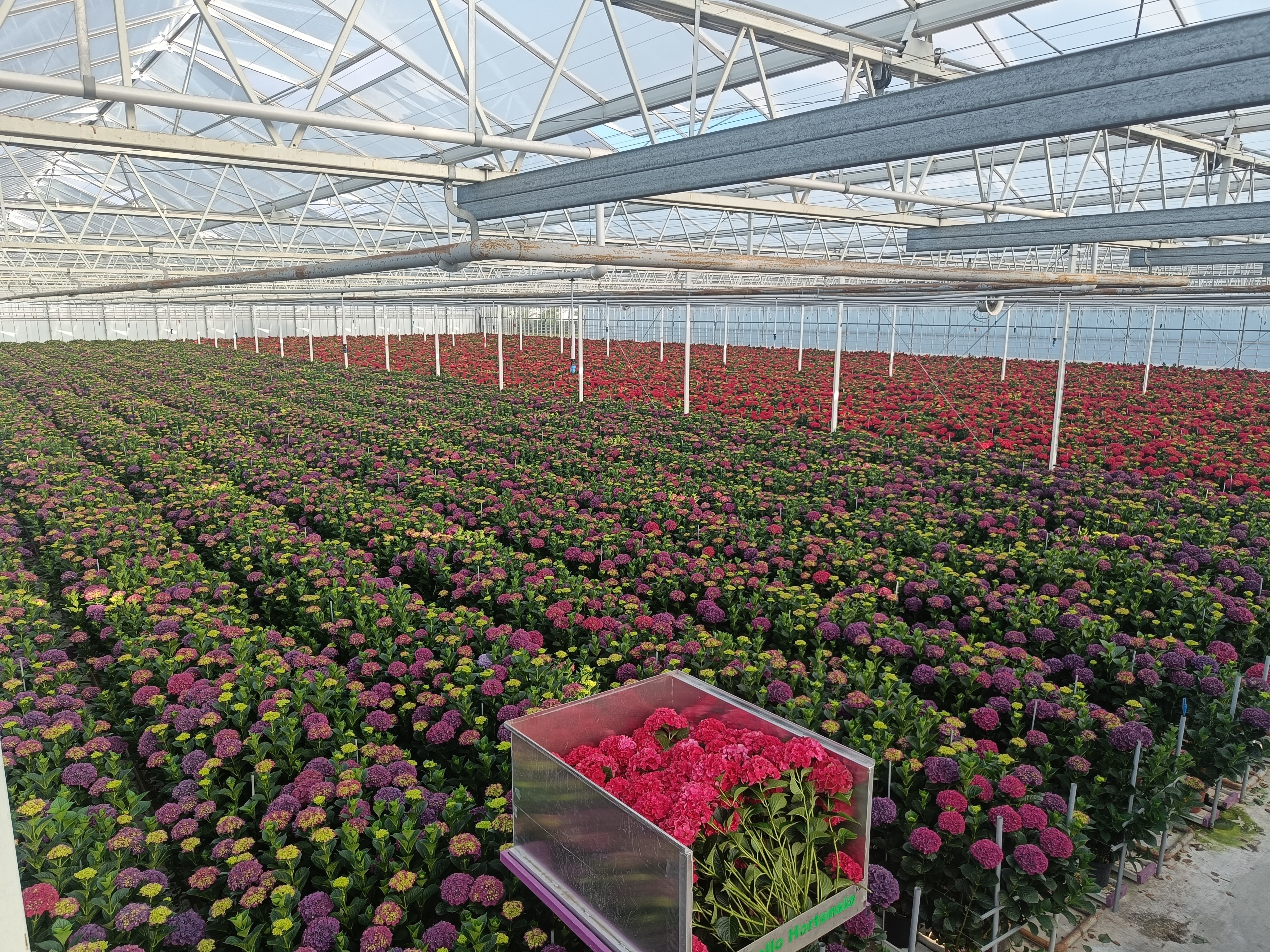 Pico Bello Hortensia | OZ Export