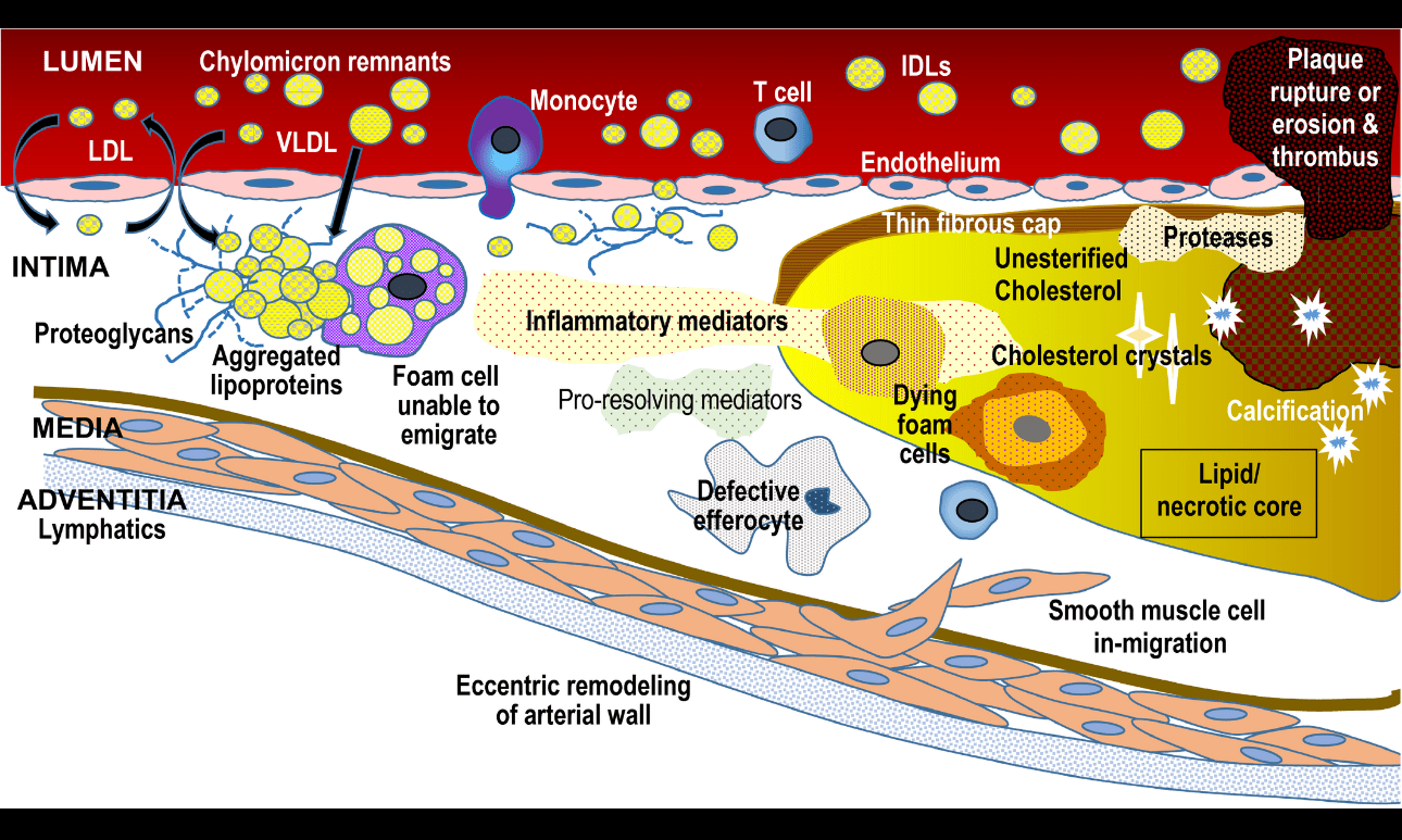 Medical Notebook | Blog & News | Elite Medical Associates