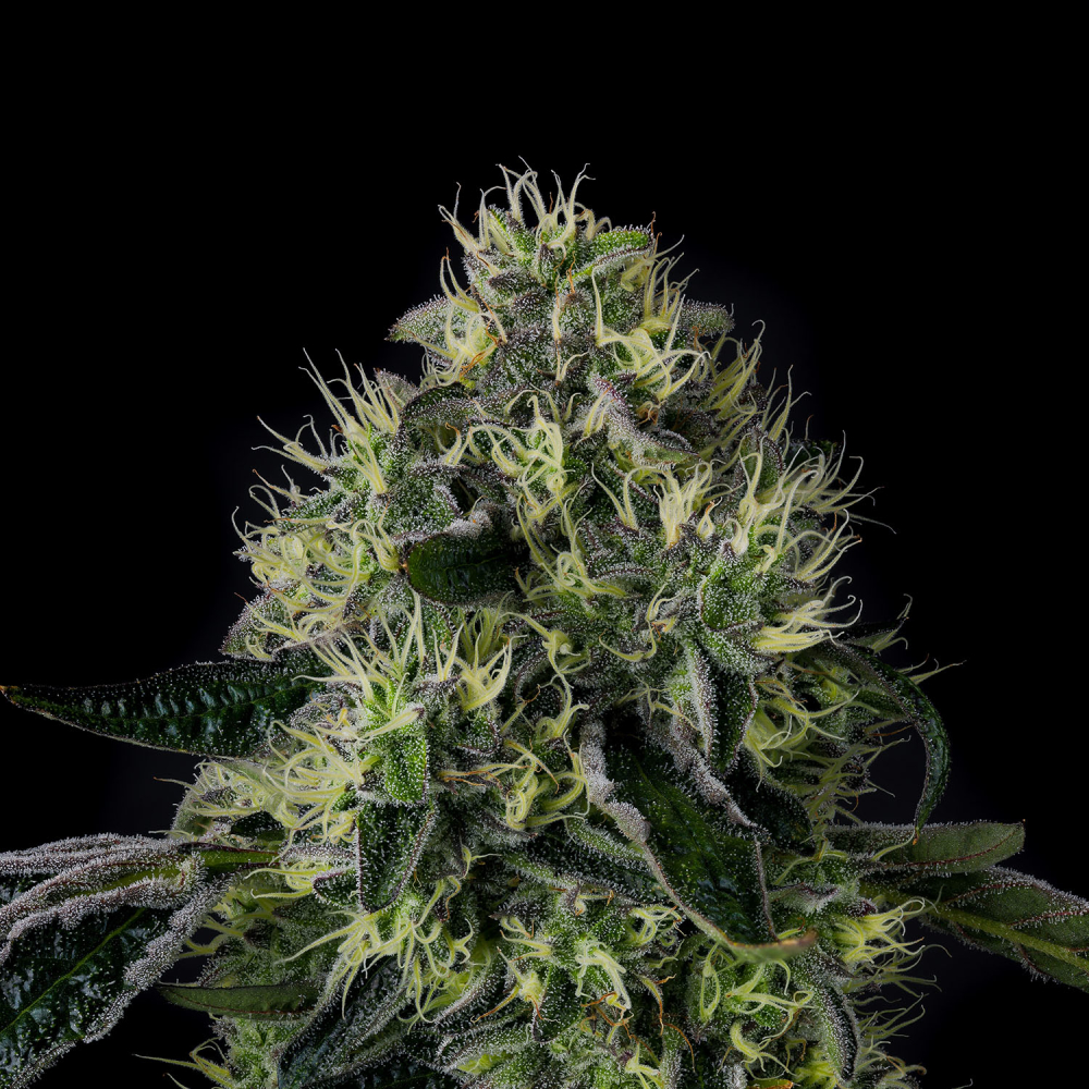 Wizard Trees Genetics - Famous for strains like RS11, Zangria, CREAM ...
