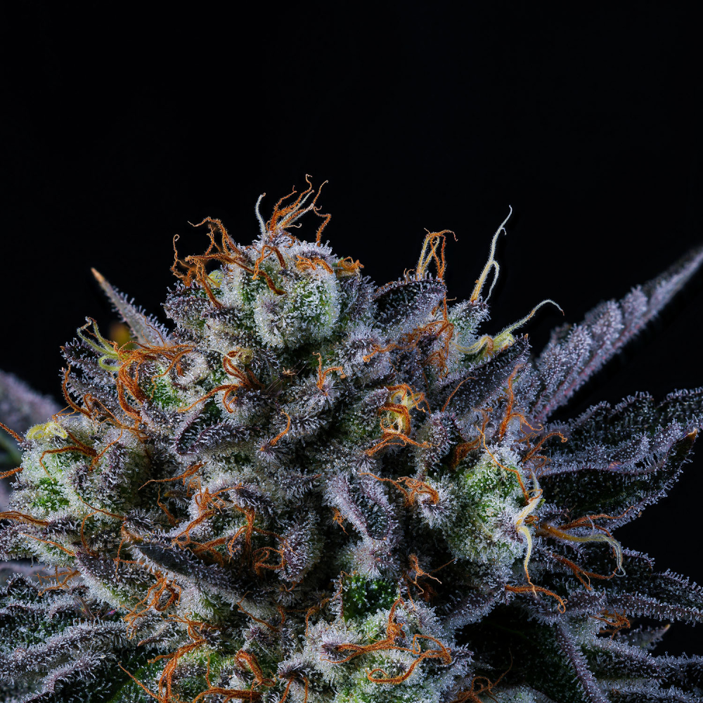 Wizard Trees Genetics - Famous for strains like RS11, Zangria, CREAM ...