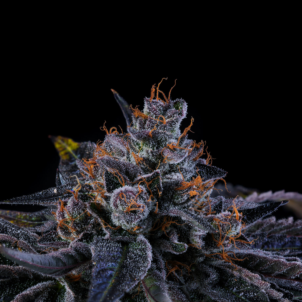 HOME | Wizard Trees Genetics - Famous for strains like RS11, Zangria ...