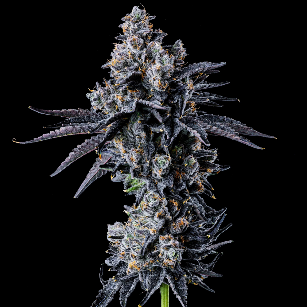 Wizard Trees Genetics - Famous for strains like RS11, Zangria, CREAM ...