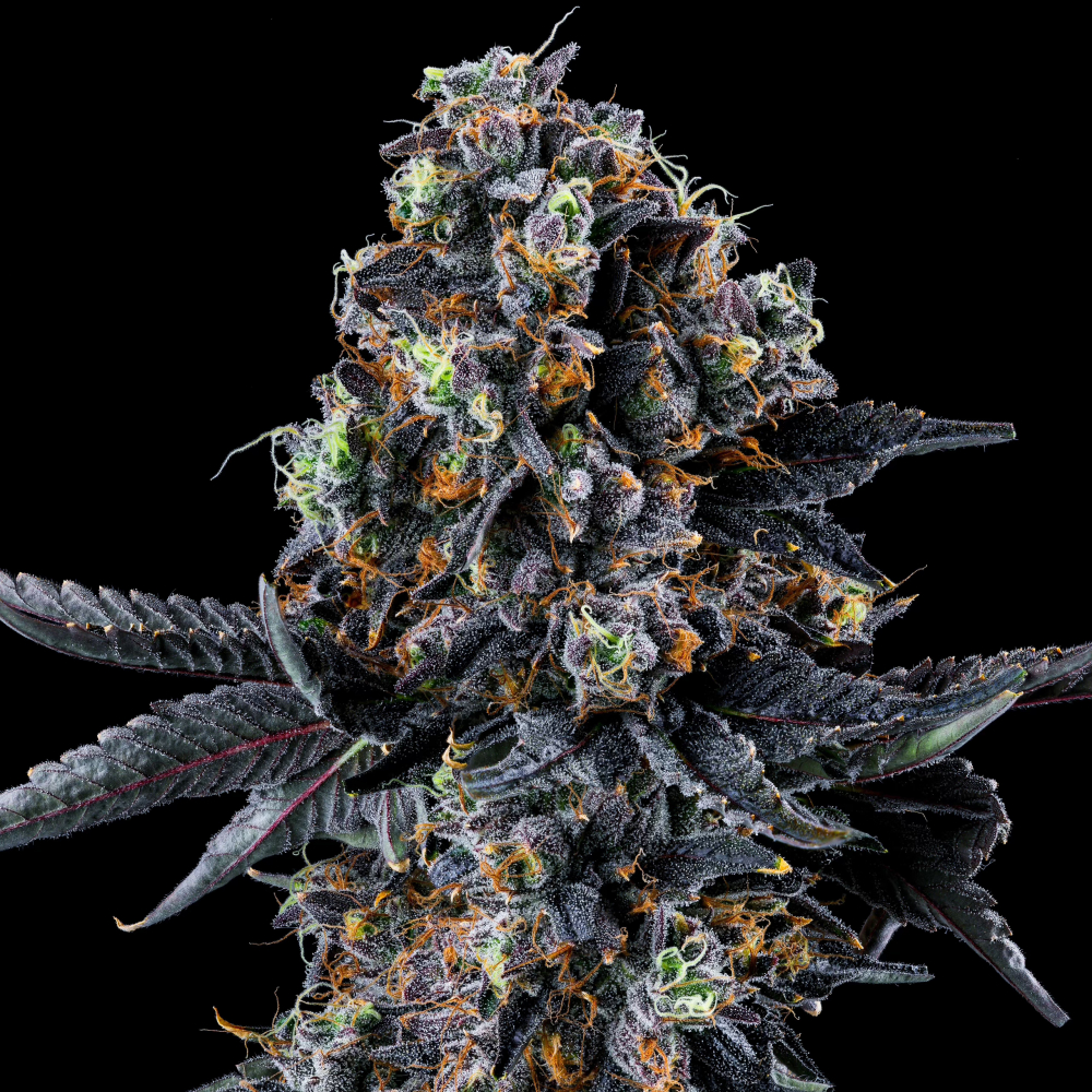 Wizard Trees Genetics - Famous for strains like RS11, Zangria, CREAM ...