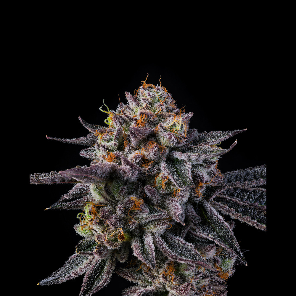 Wizard Trees Genetics - Famous for strains like RS11, Zangria, CREAM ...