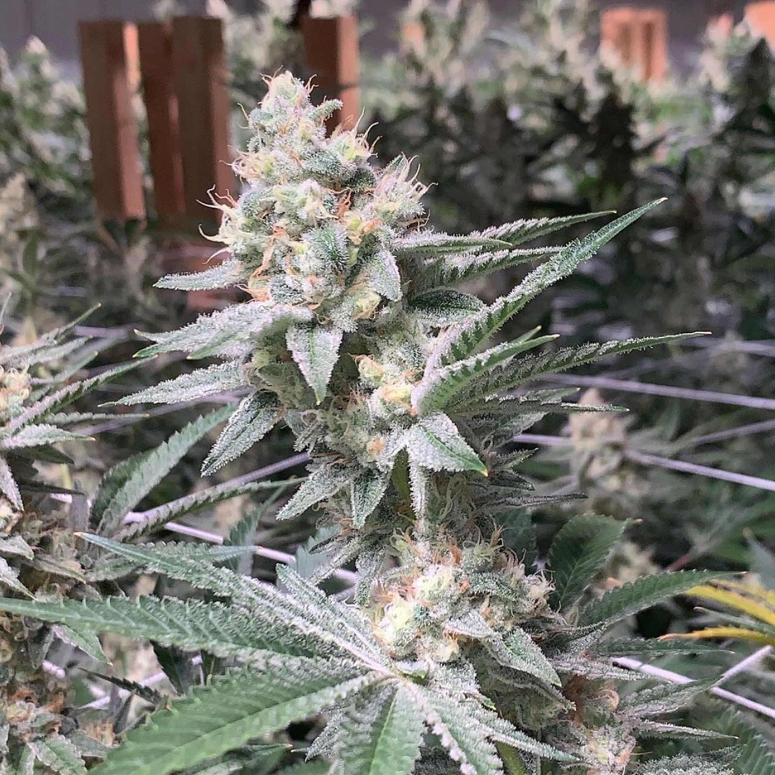 Greenhand Genetics Fruit Cup - 10 Seeds | undefined