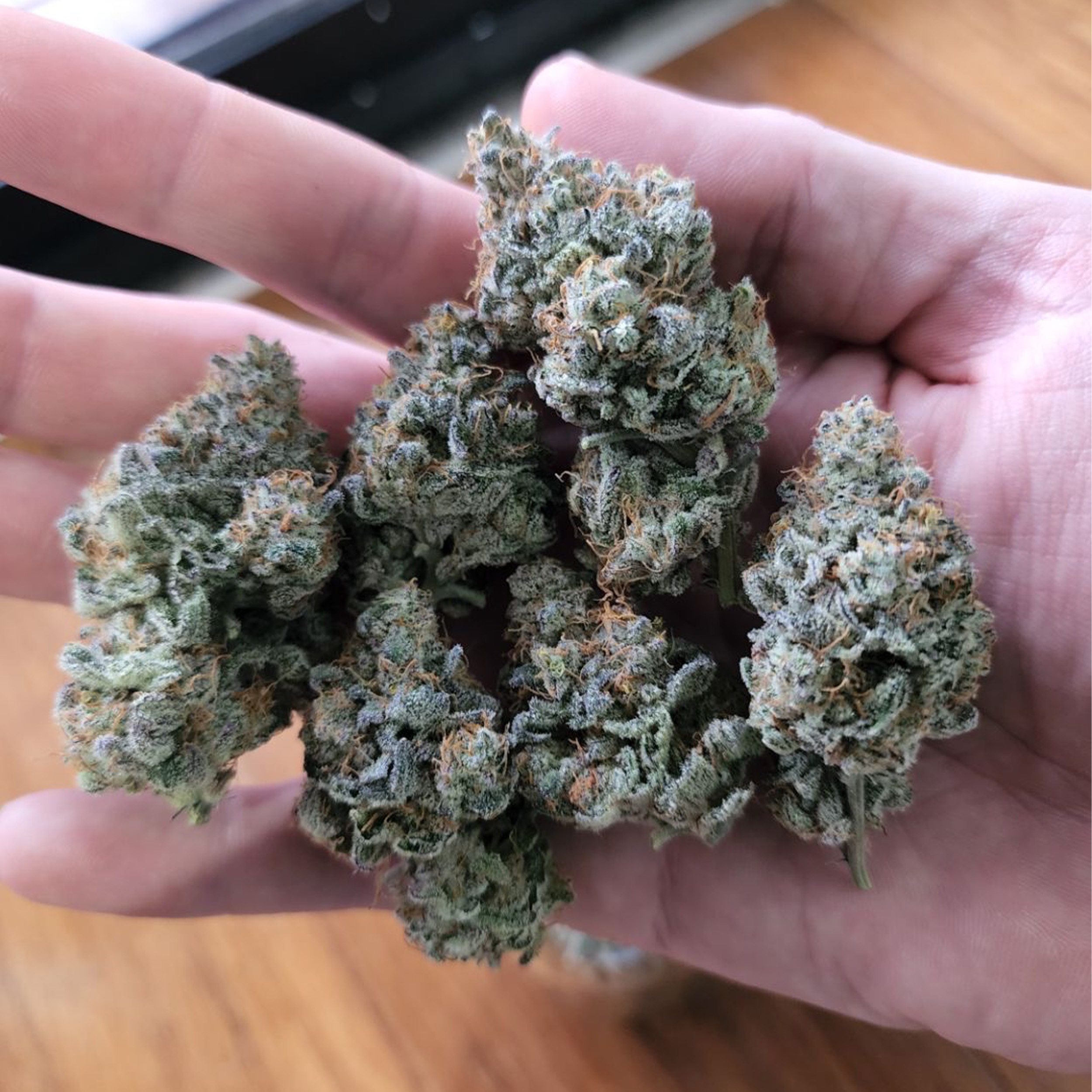 Greenhand Genetics Rotten Peach - 10 Seeds | undefined