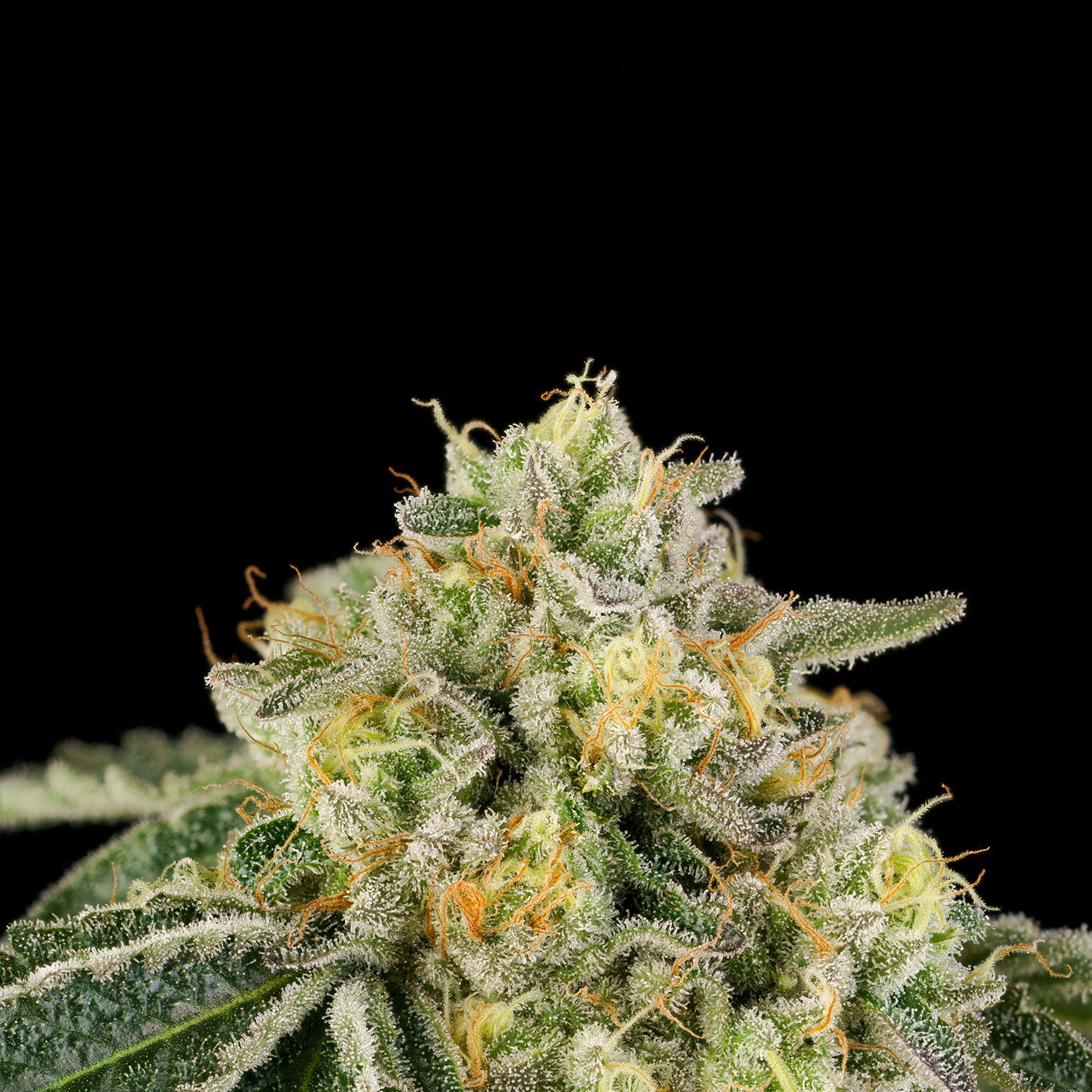 Wizard Trees Genetics Heel Hook | undefined