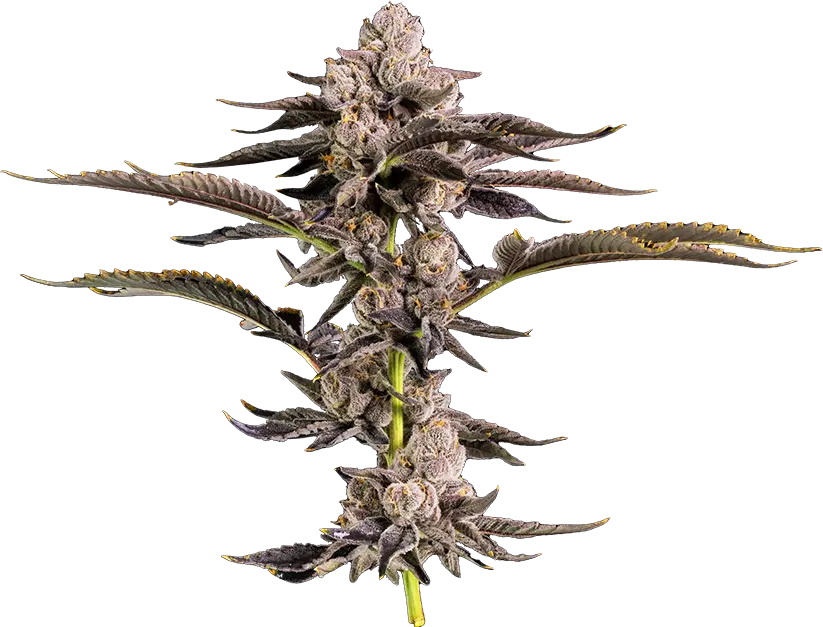 Black Magic | Welcome to Wizard Trees. Famous for strains like RS11 ...