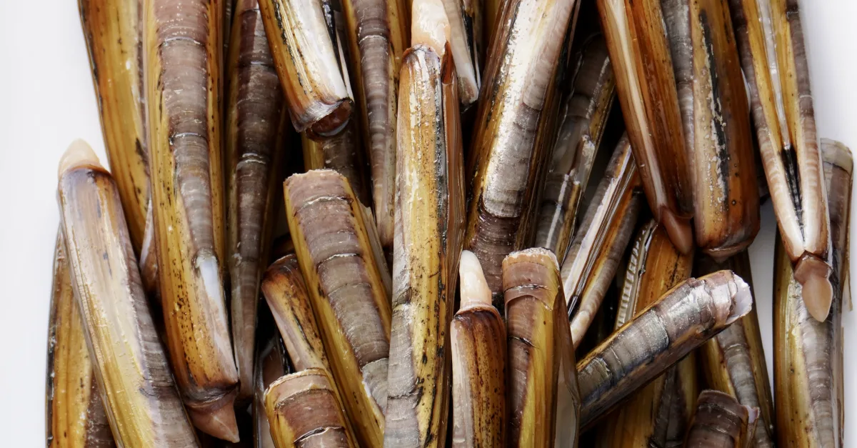 Razor Clams | Provecho