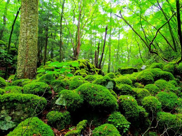 Sightseeing and trips in Kamikatsu・Kamiyama・Awa・Yoshinoga | ai Tripper ...