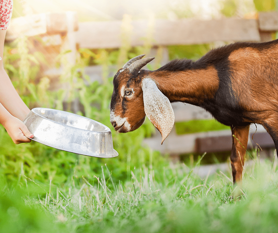 Inilah Rahasia Sukses Ternak Kambing Anglo Nubian