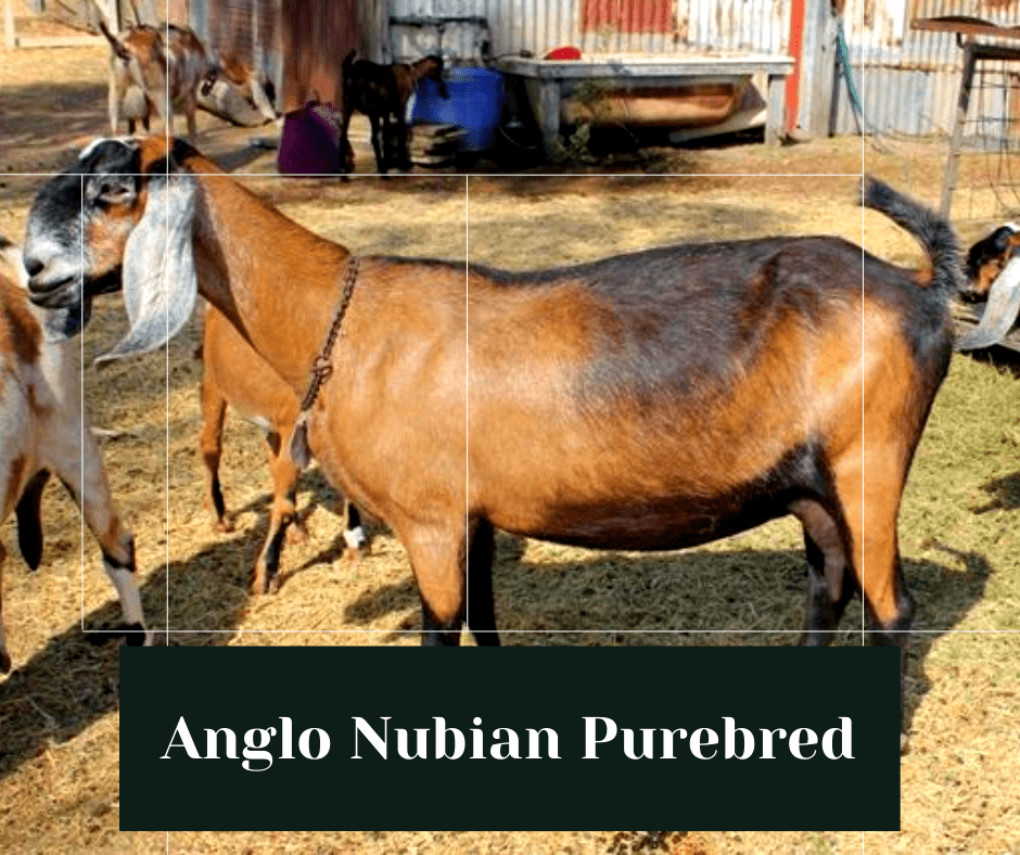 Inilah Rahasia Sukses Ternak Kambing Anglo Nubian