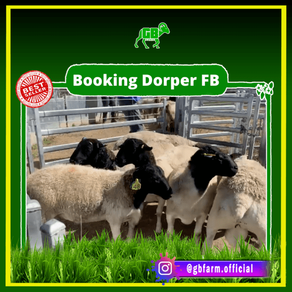 Domba Dorper Kualitas Pedaging Terbaik - GB Farm