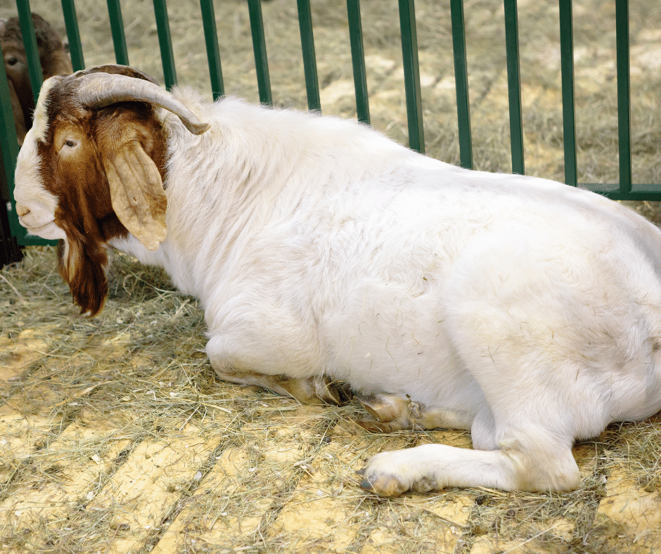Budidaya Kambing Boer Sangat Menjanjikan, Ini Alasannya!