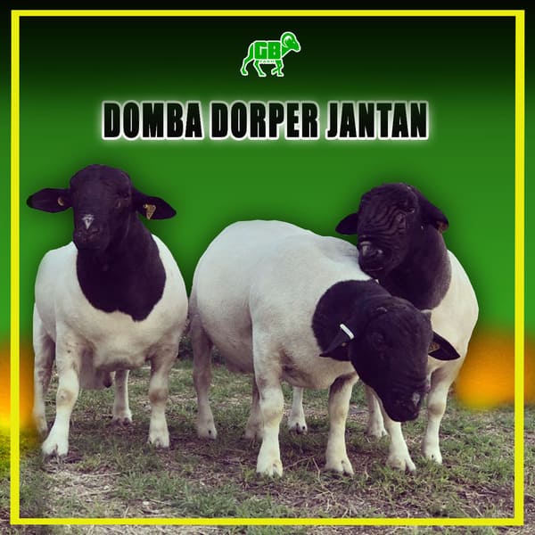 10 Langkah Ternak Dorper Agar Sukses Maksimal