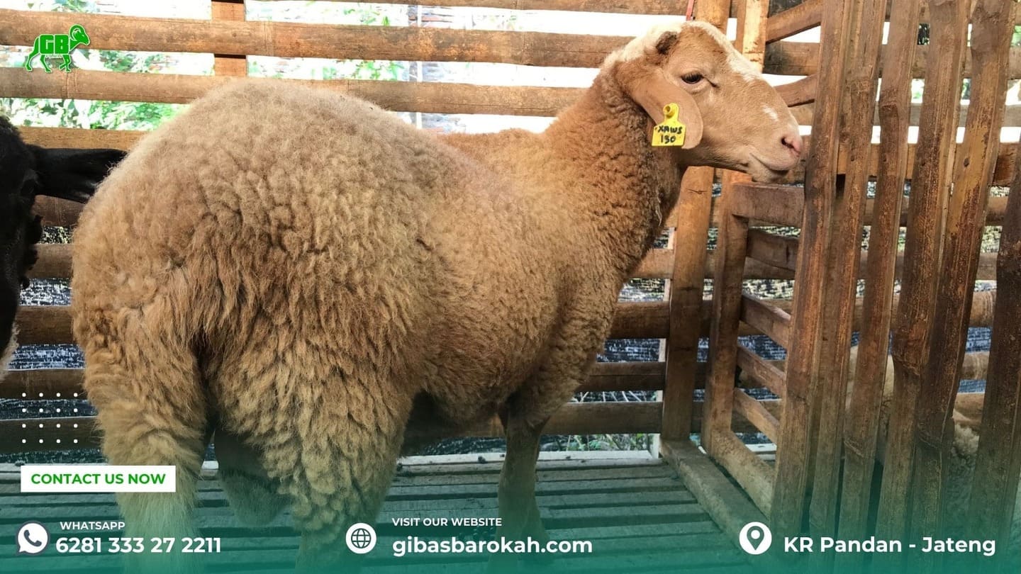 Paling Laris !!, Domba Awassi dari F1 sampai Fullblood