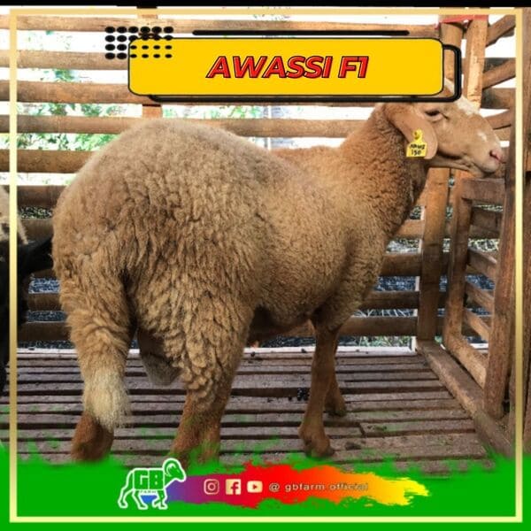 Harga Domba Awassi Fullblood dan F1 di Indonesia yang Berkualitas