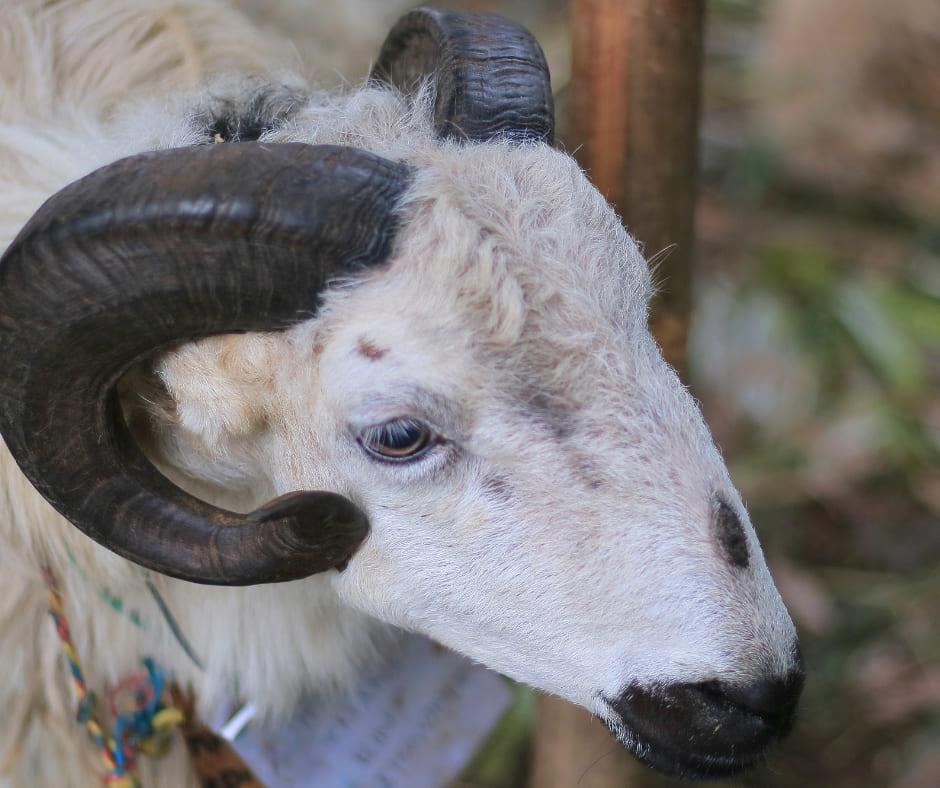 12 Cara Paling Ampuh Bisnis Budidaya Domba Garut