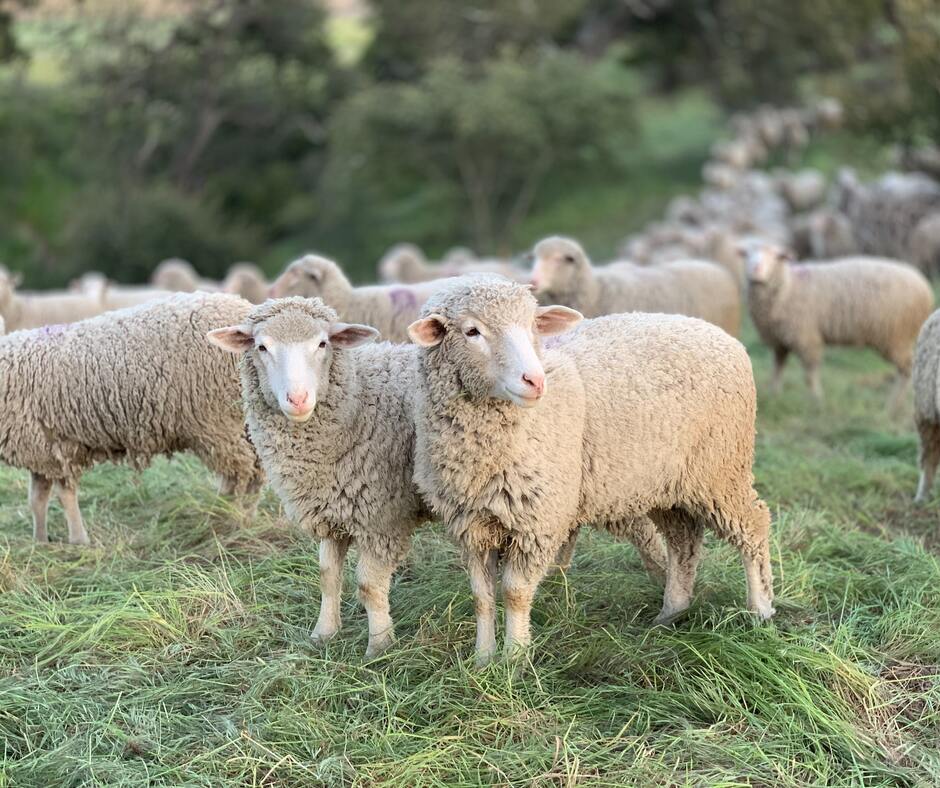 Domba Merino Super Wonosobo di GB Farm - Harga Paling Murah