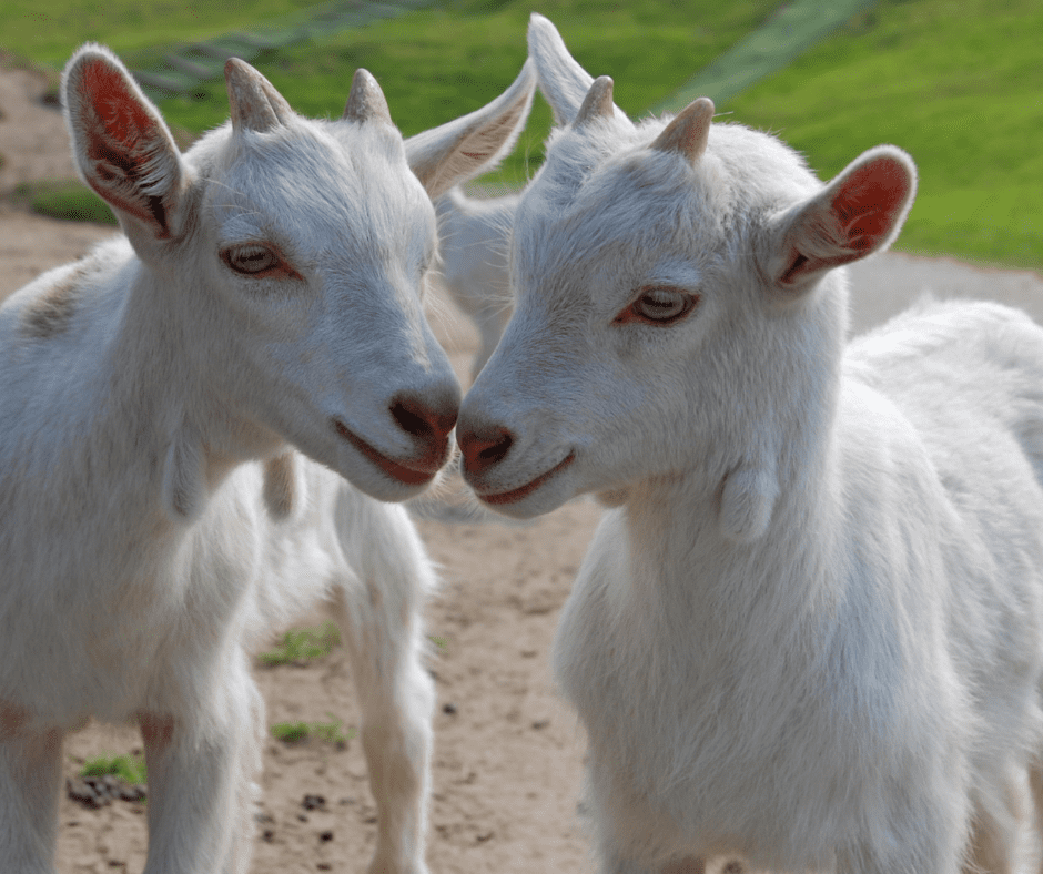 Kambing Saanen Berkualitas Untuk Pasar Domestik - GB Farm