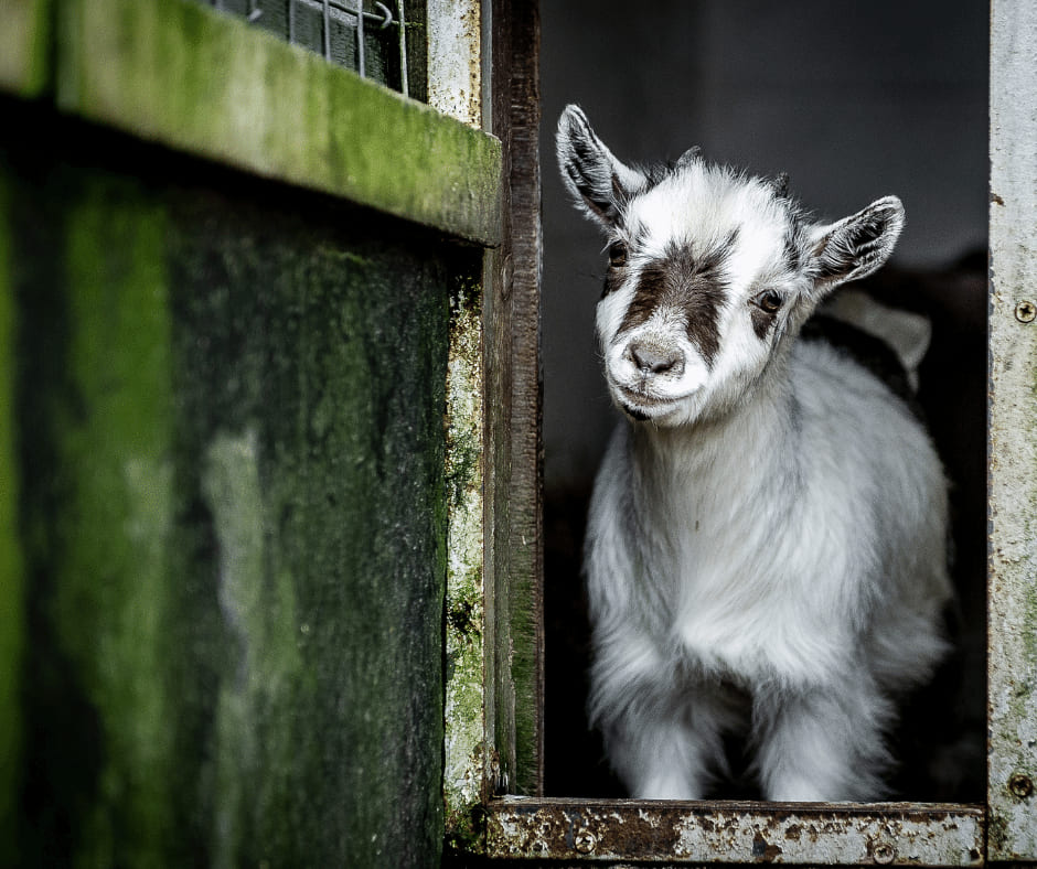 Kambing Pygmy Sehat dan Berkualitas: Pilihan Tepat Untuk Pemeliharaan
