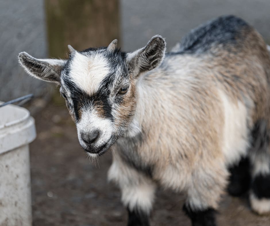 Kambing Pygmy Sehat dan Berkualitas: Pilihan Tepat Untuk Pemeliharaan