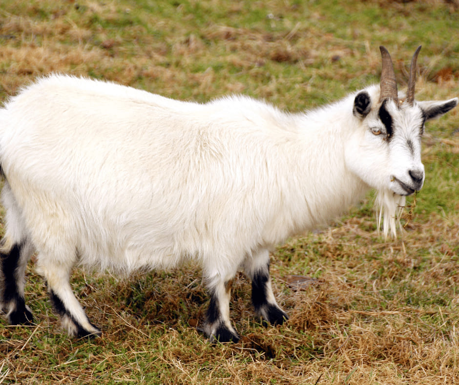 Kambing Pygmy Sehat dan Berkualitas: Pilihan Tepat Untuk Pemeliharaan