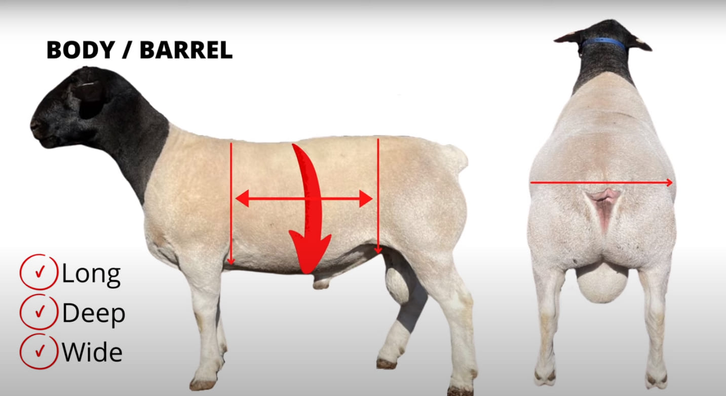 Memilih Domba Dorper Pejantan Dengan Hati-Hati Adalah Hal Yang Sangat ...
