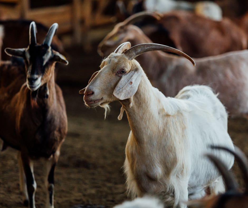 Susu Kambing Berkualitas Tinggi di GB Farm