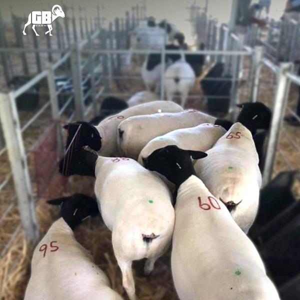 Booking Domba Dorper Fullblood Hanya 2 Juta an - GB Farm