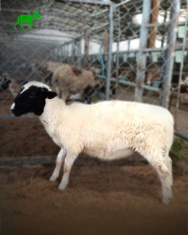 Booking Domba Dorper Fullblood Hanya 2 Juta an - GB Farm