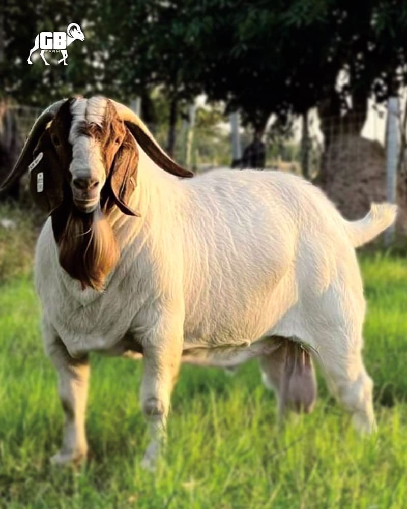 Harga Kambing Boer Berkualitas 2025