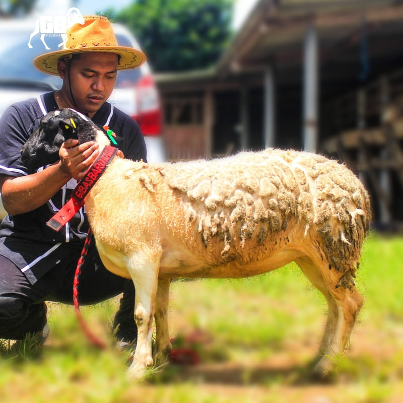 Domba Dorper Kualitas Pedaging Terbaik - GB Farm